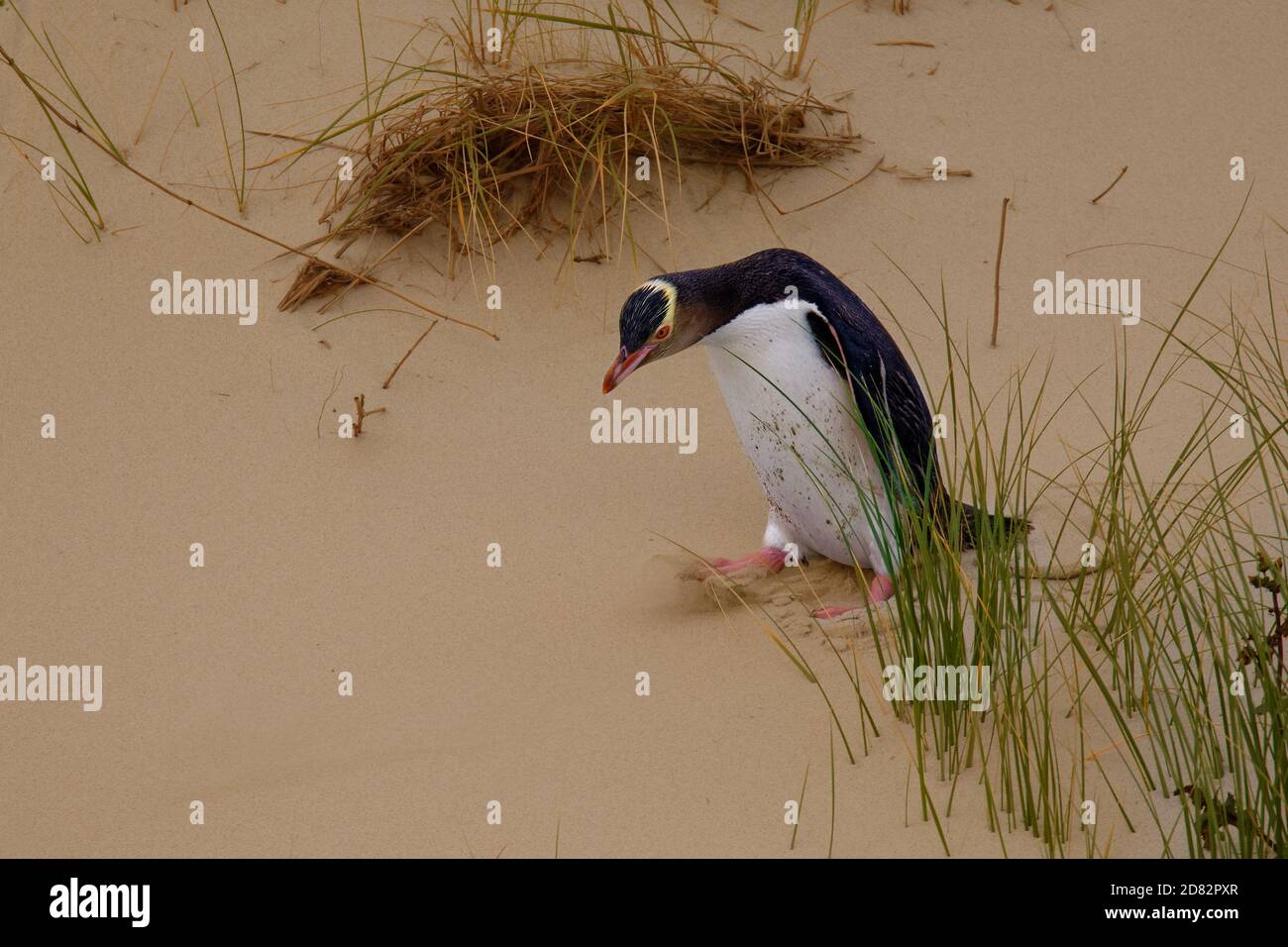 Yellow-eyed penguin - hoiho - Megadyptes antipodes, breeds along the ...