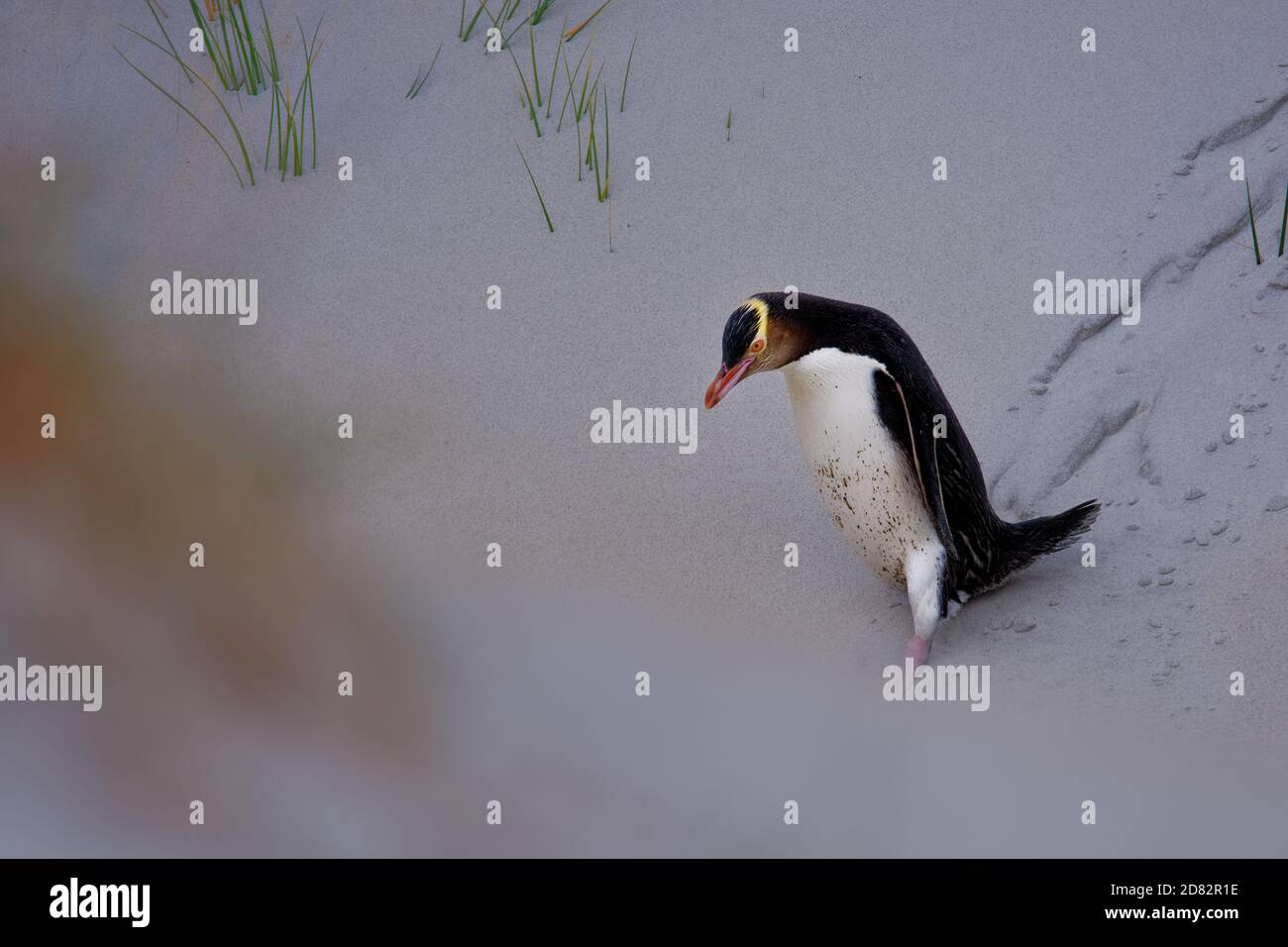 Yellow-eyed penguin - hoiho - Megadyptes antipodes, breeds along the ...