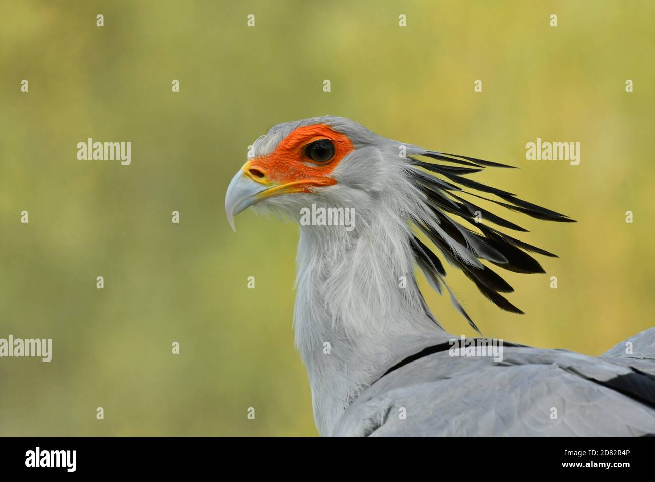 Colorful and beauty Secretary bird portrait Stock Photo - Alamy
