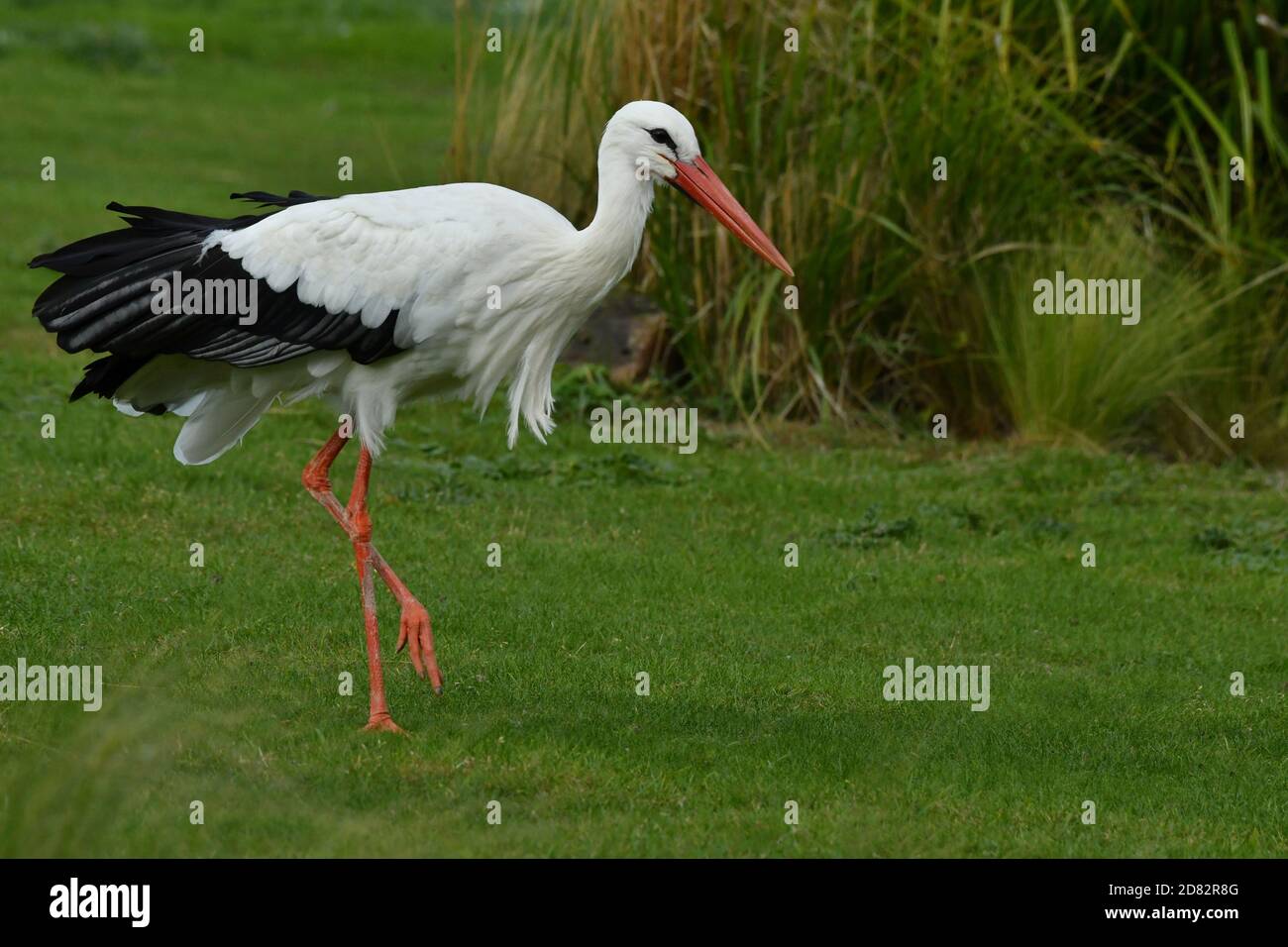 Wild White stork hunting Stock Photo - Alamy