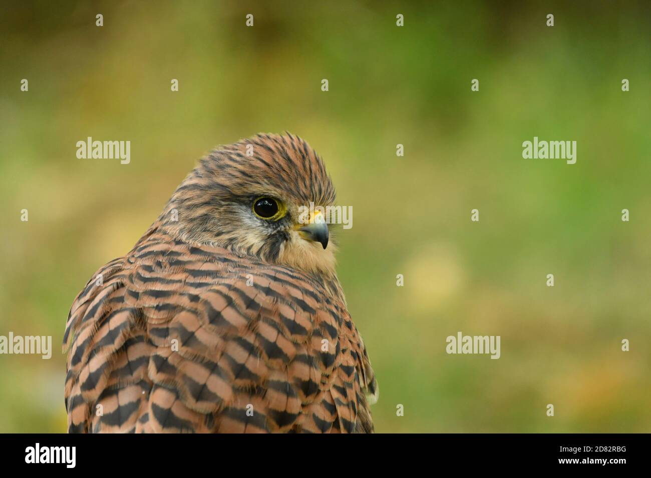 Face to face with female common kestrel Stock Photo - Alamy