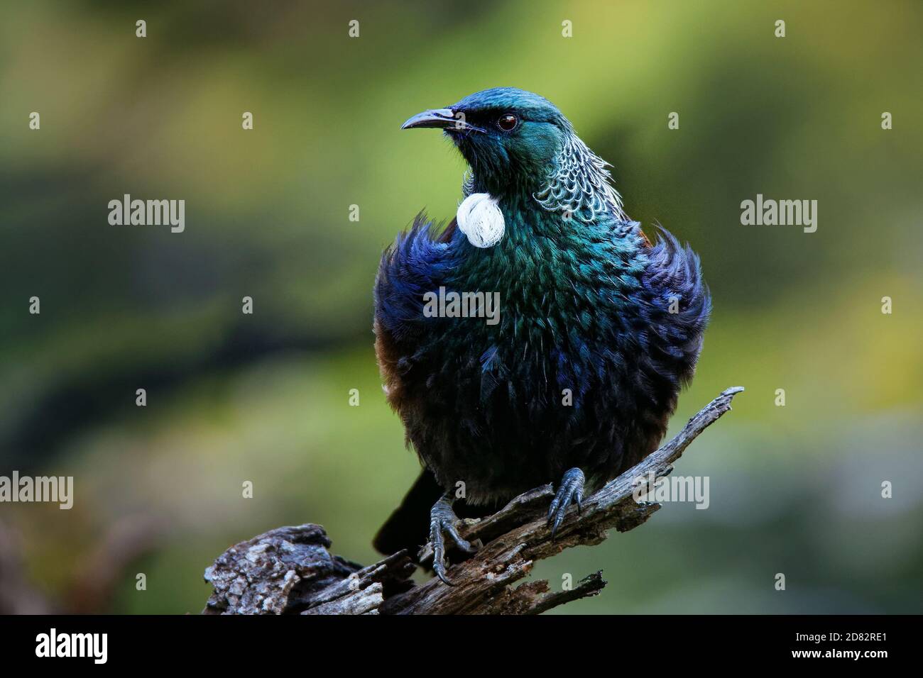 Tui bird hi-res stock photography and images - Alamy