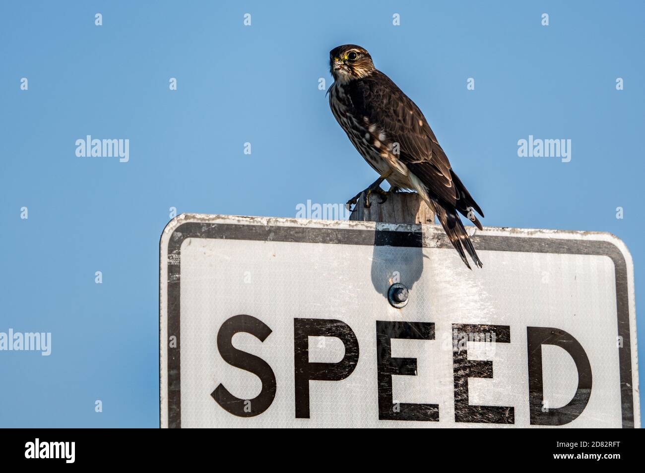merlin bird or Falco columbarius perched on top of a speed limit sign ...