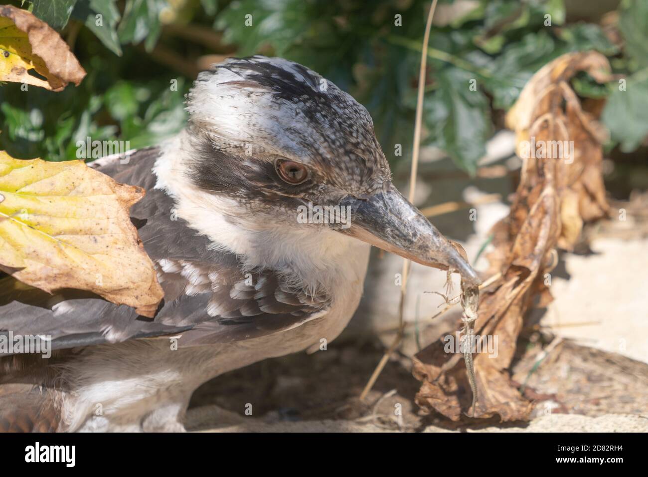 Cute Australian Kookaburra with a lizard in his beak Stock Photo - Alamy