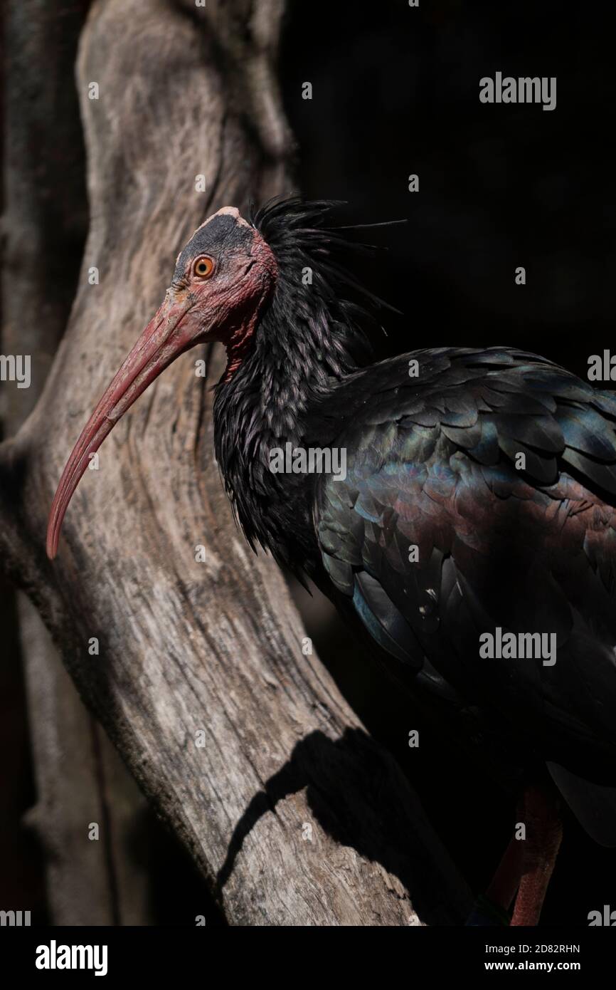 A rare Northern bald ibis on a wood log, migratory bird Stock Photo - Alamy