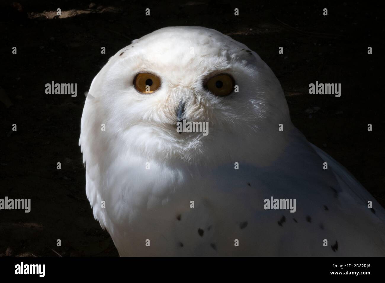 Hedwig harry potter hi-res stock photography and images - Alamy