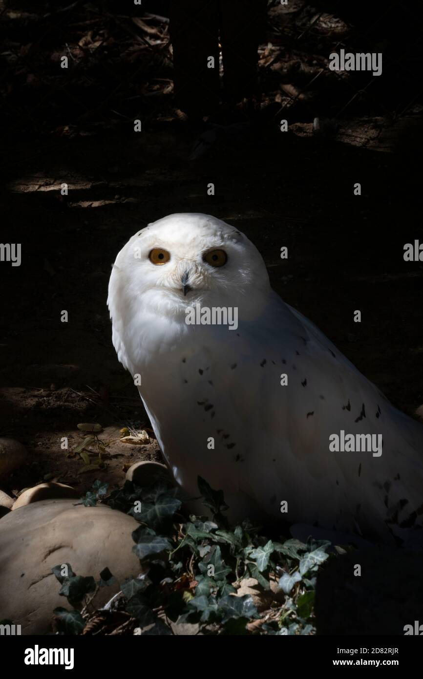 Hedwig Harry Potter High Resolution Stock Photography and Images - Alamy