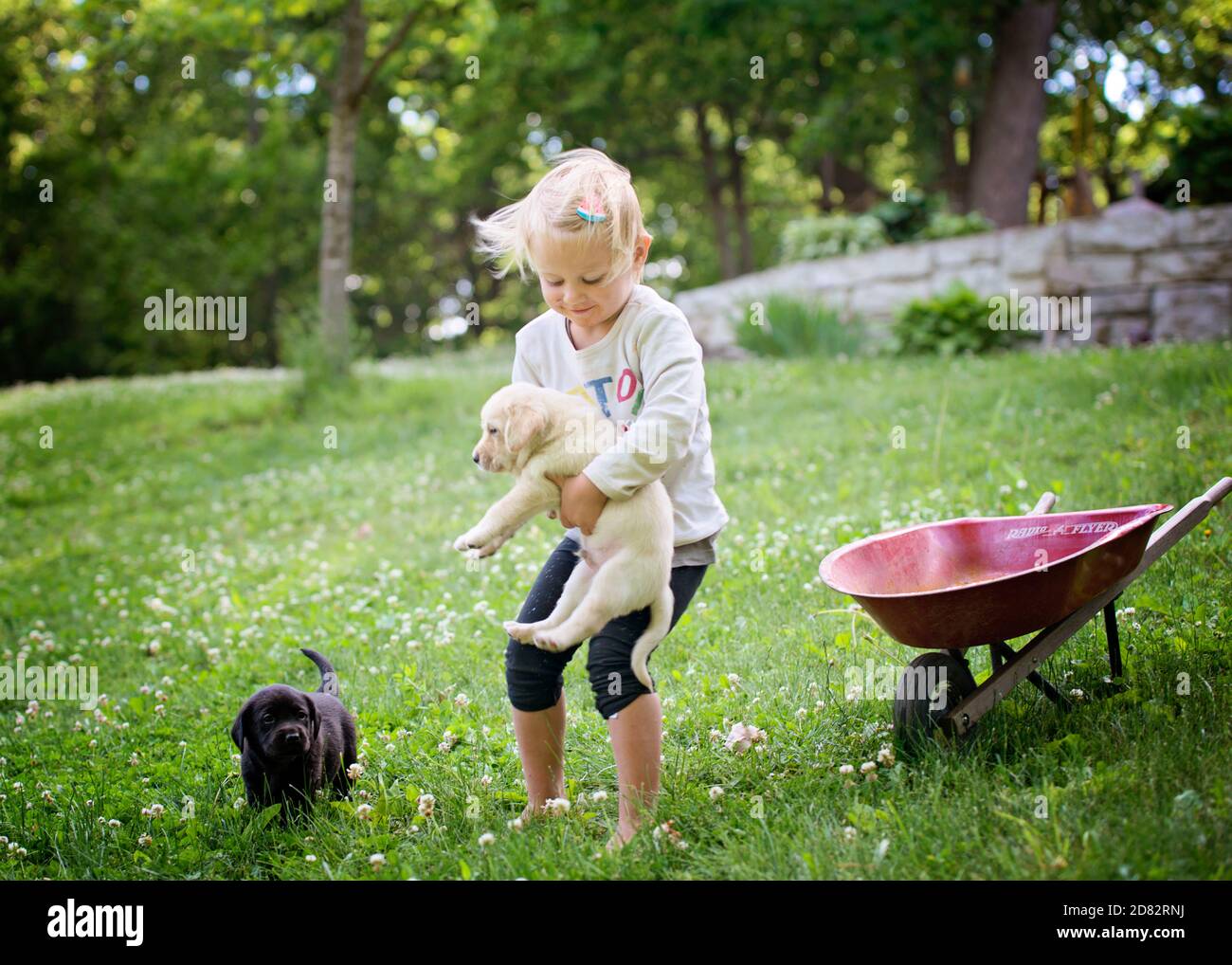 Little Girl Playing with Lab Puppies in Yard Stock Photo - Alamy