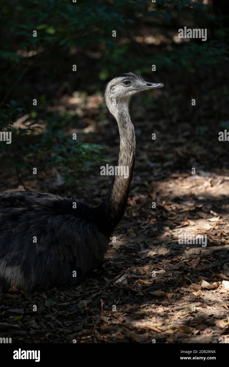 Ratites hi-res stock photography and images - Alamy