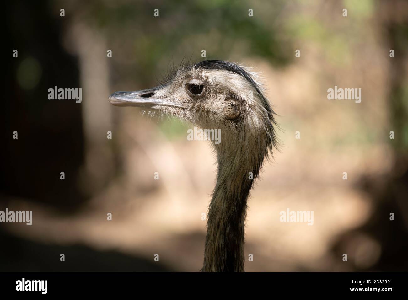 Dinosaur cage hi-res stock photography and images - Alamy