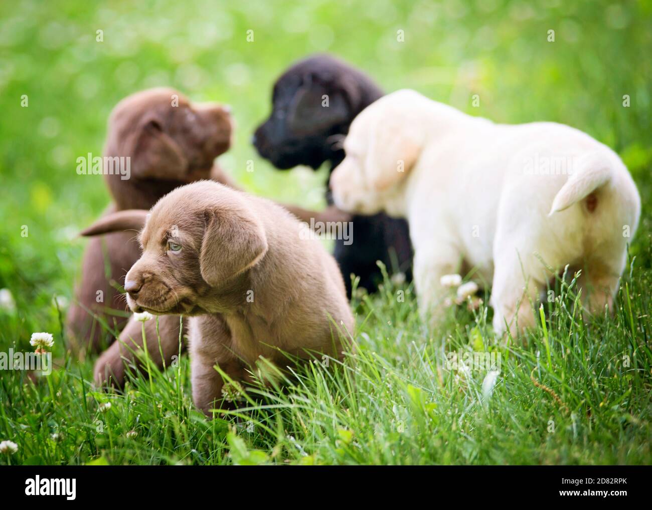 Lab Puppies Playing in Grass Stock Photo - Alamy