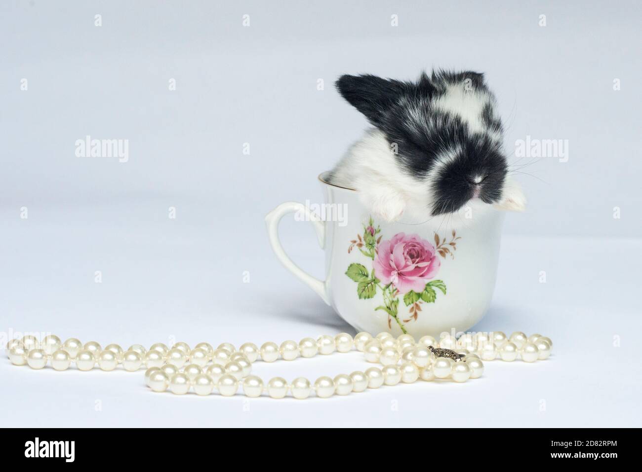 Baby Bunny Sitting in a Teacup Stock Photo - Alamy
