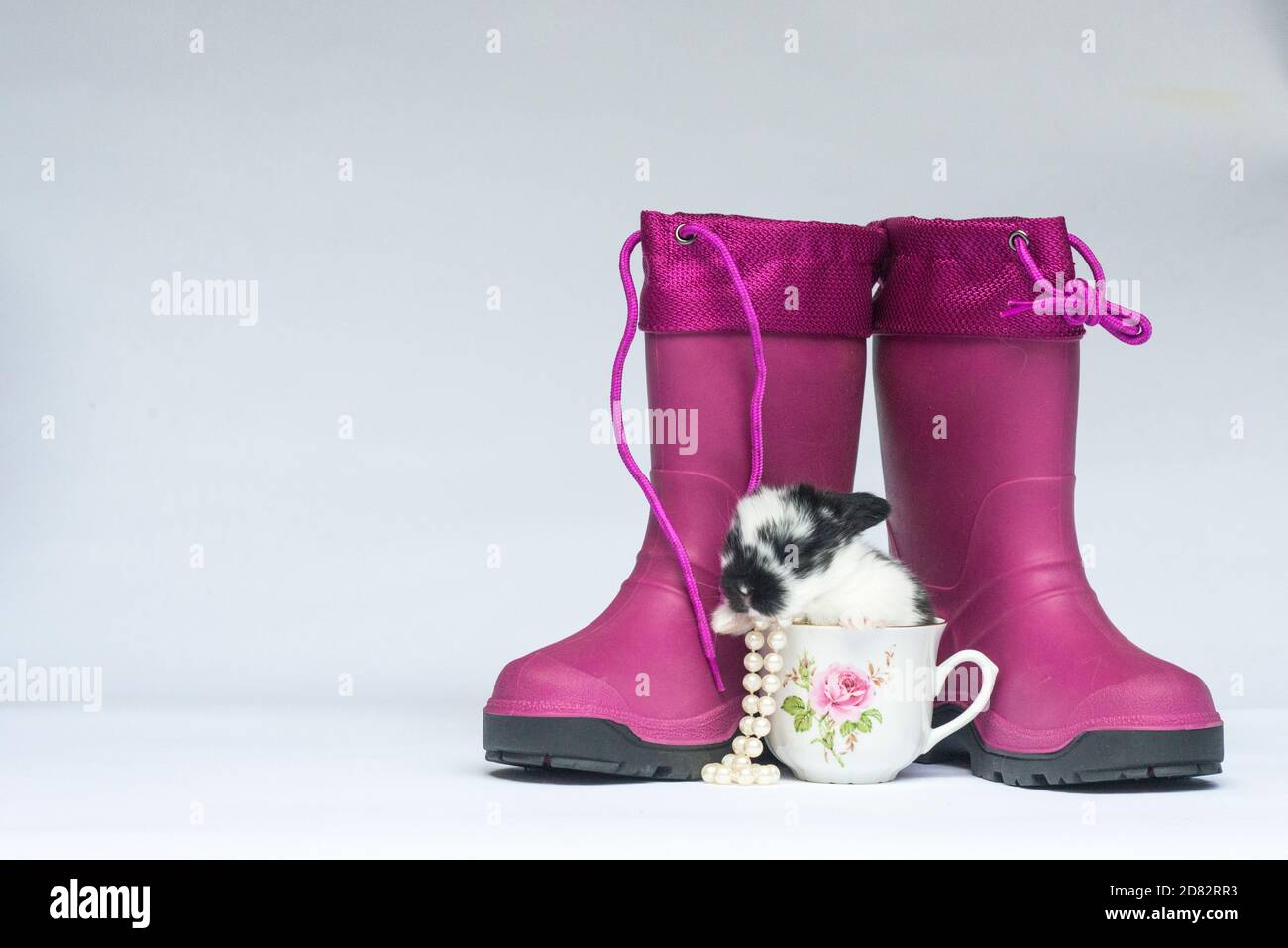 Rabbit in boot hi-res stock photography and images - Alamy