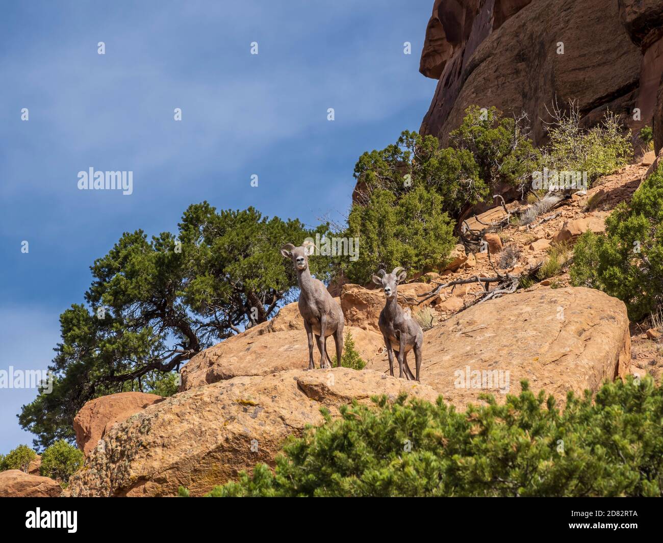 Bighorn sheep, Monument Canyon Trail, Colorado National Monument near ...