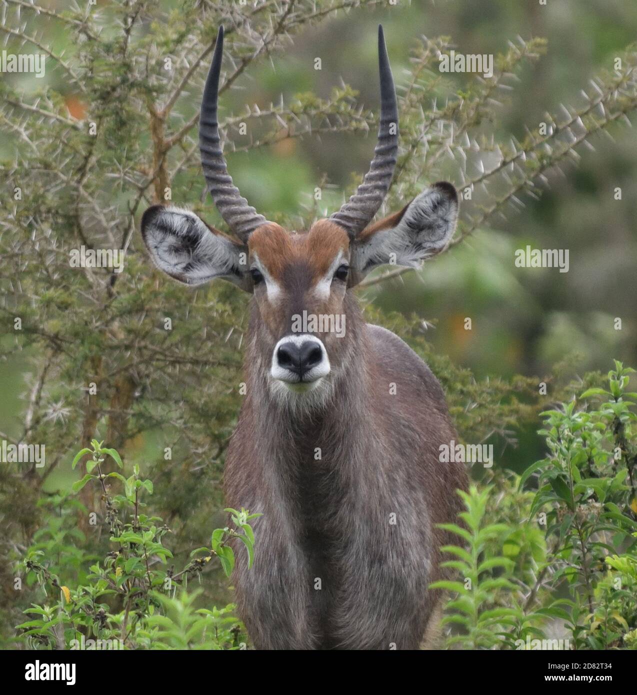 Portrait of a male waterbuck (Kobus ellipsiprymnus). Arusha National ...