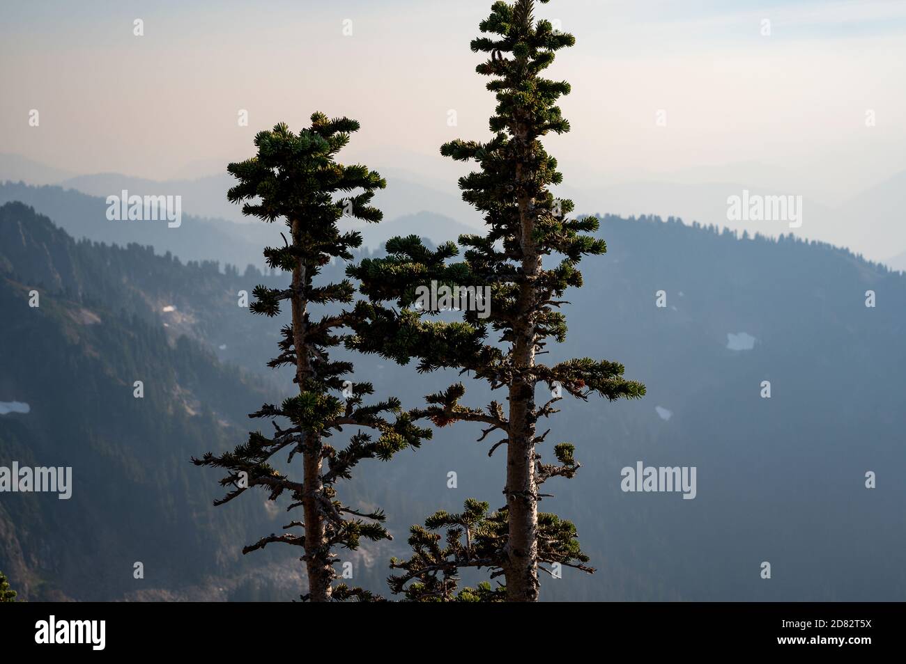Alpine Trees With Wildfire Smoke Obscuring The Mountains Stock Photo ...