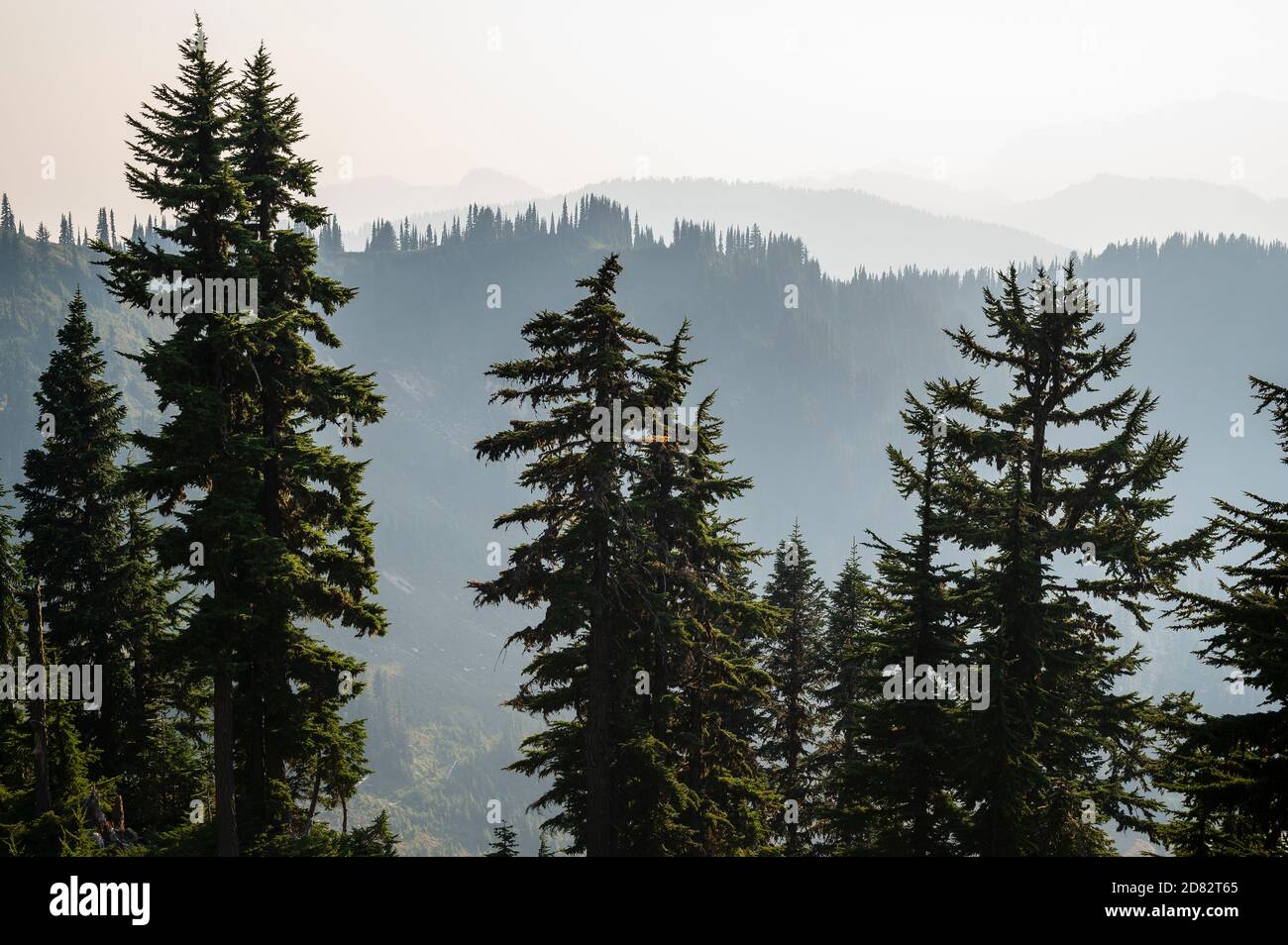 Alpine trees with wildfire smoke in the cascade mountains Stock Photo ...