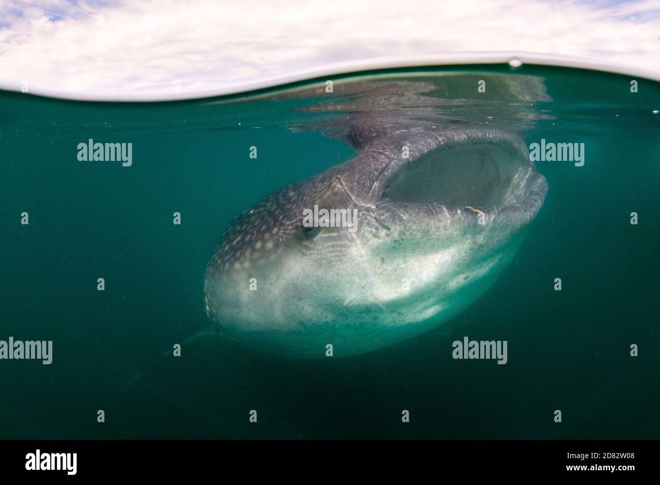 Whale shark filter feeding with krill at the Gulf of Baja California ...