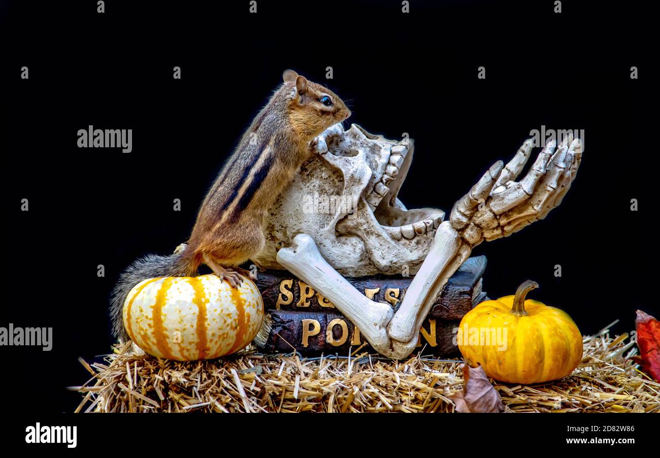 Chipmunk skeleton hi-res stock photography and images - Alamy