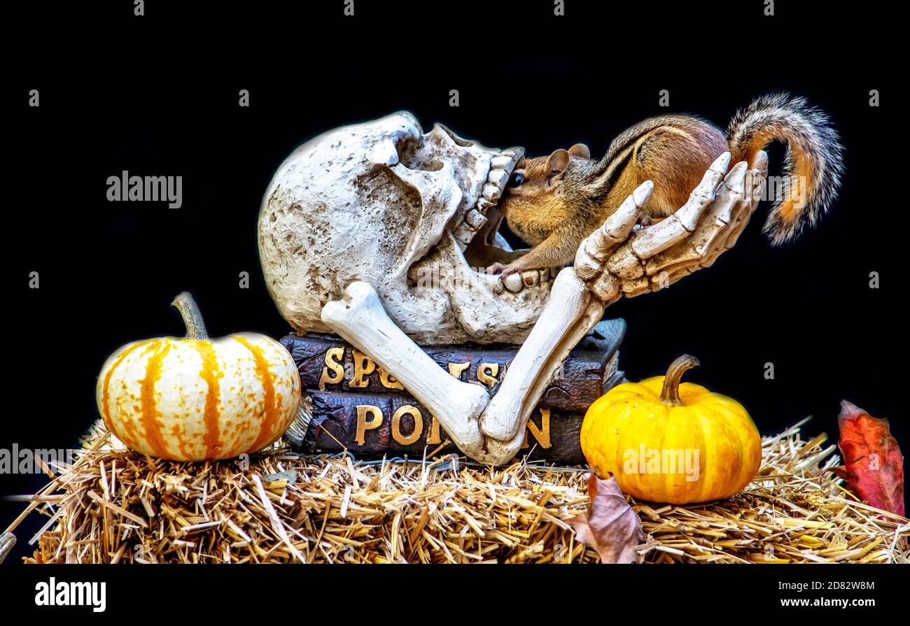 Chipmunk skeleton hi-res stock photography and images - Alamy