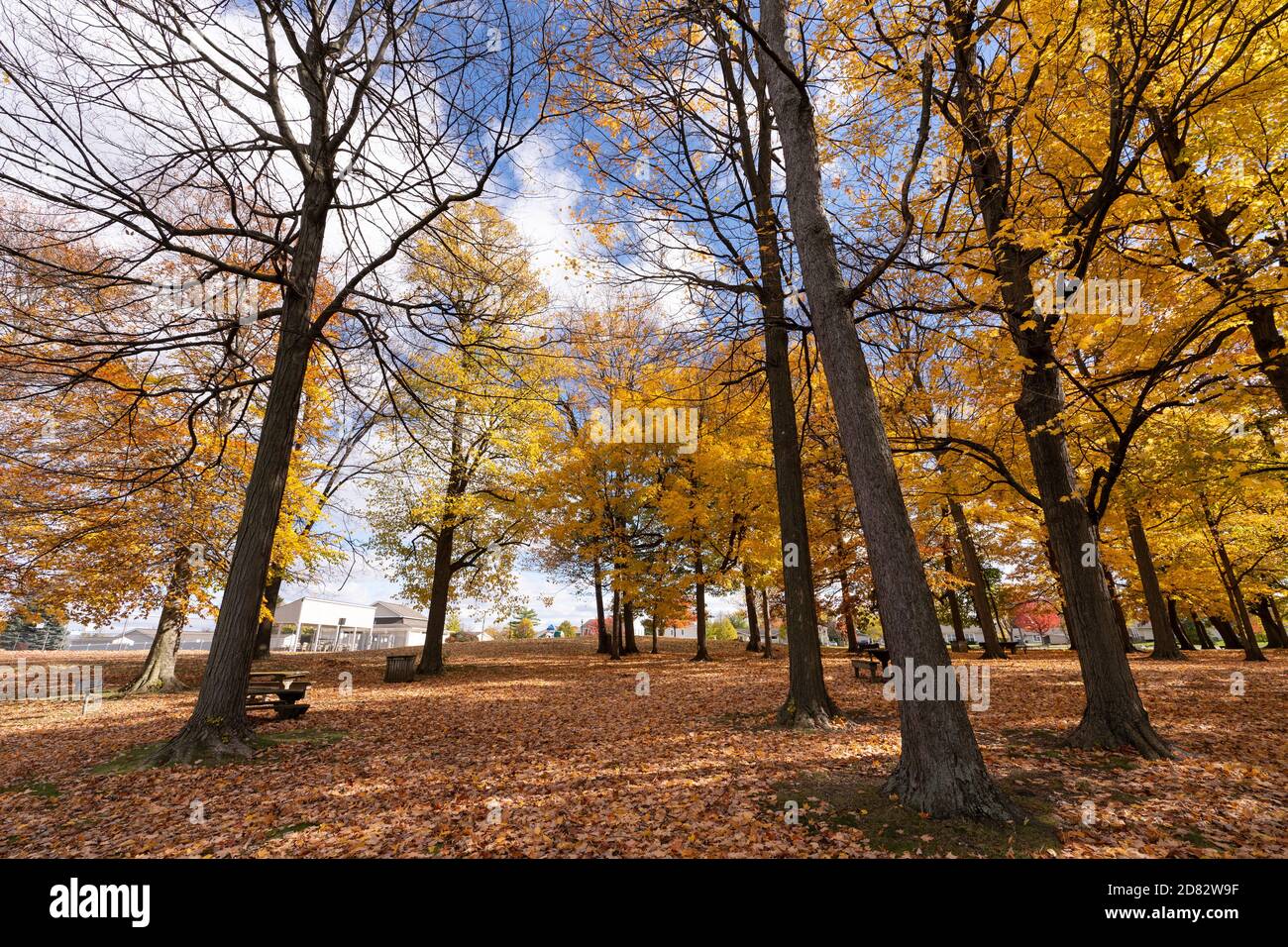 Autumn forest scenery with falling leaves Stock Photo - Alamy