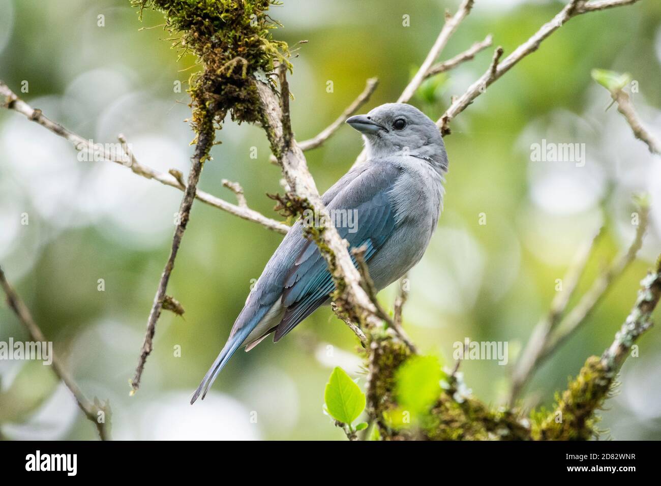 Beautiful grey tropical bird on green landscape in Serrinha Ecological ...