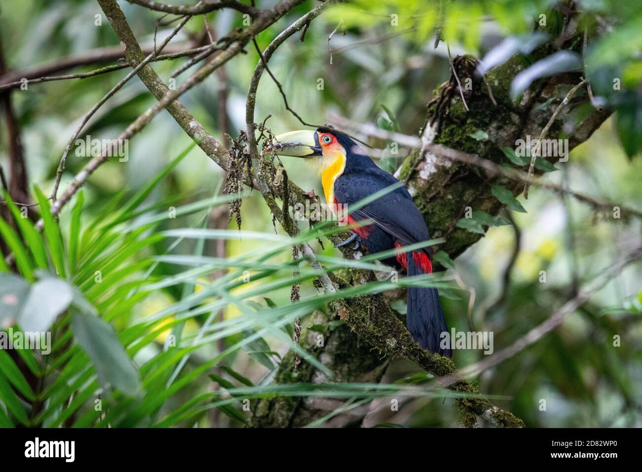 Ramphastos dicolorus brazil hi-res stock photography and images - Alamy