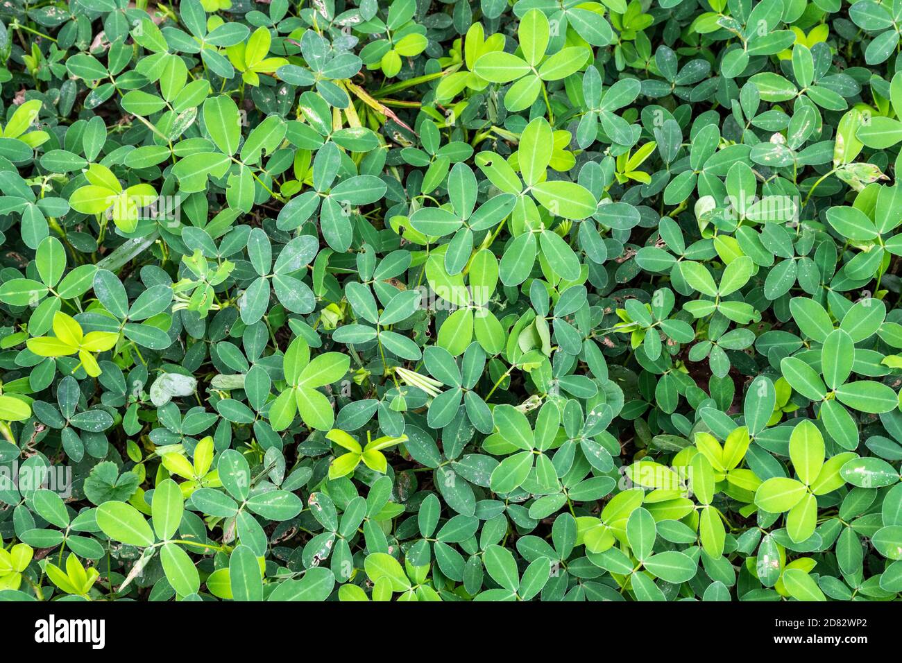 Beautiful detail and texture of green ground vegetation in the ...