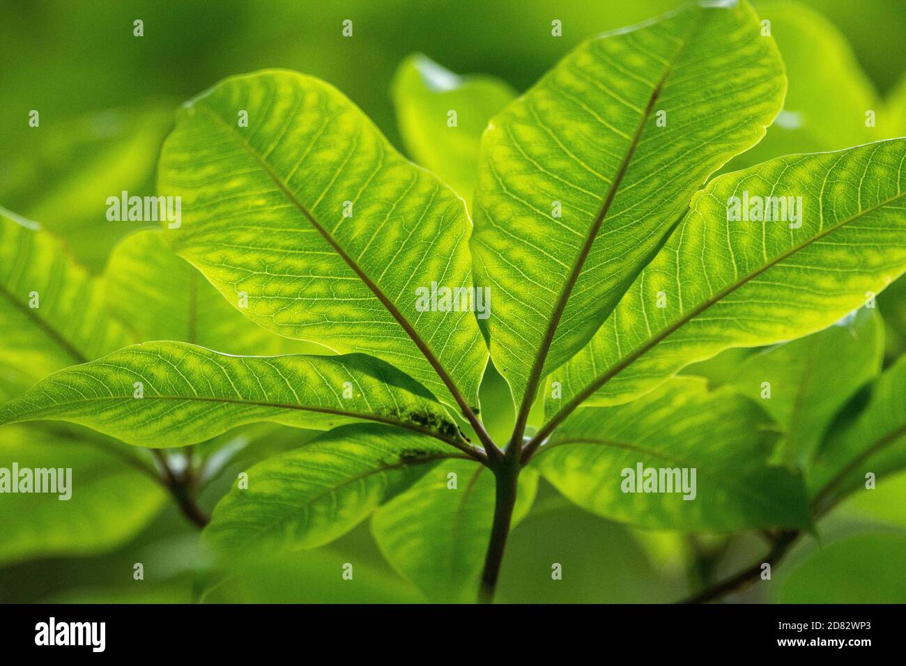 Beautiful detail of green tree leaf on the rainforest, in Serrinha ...