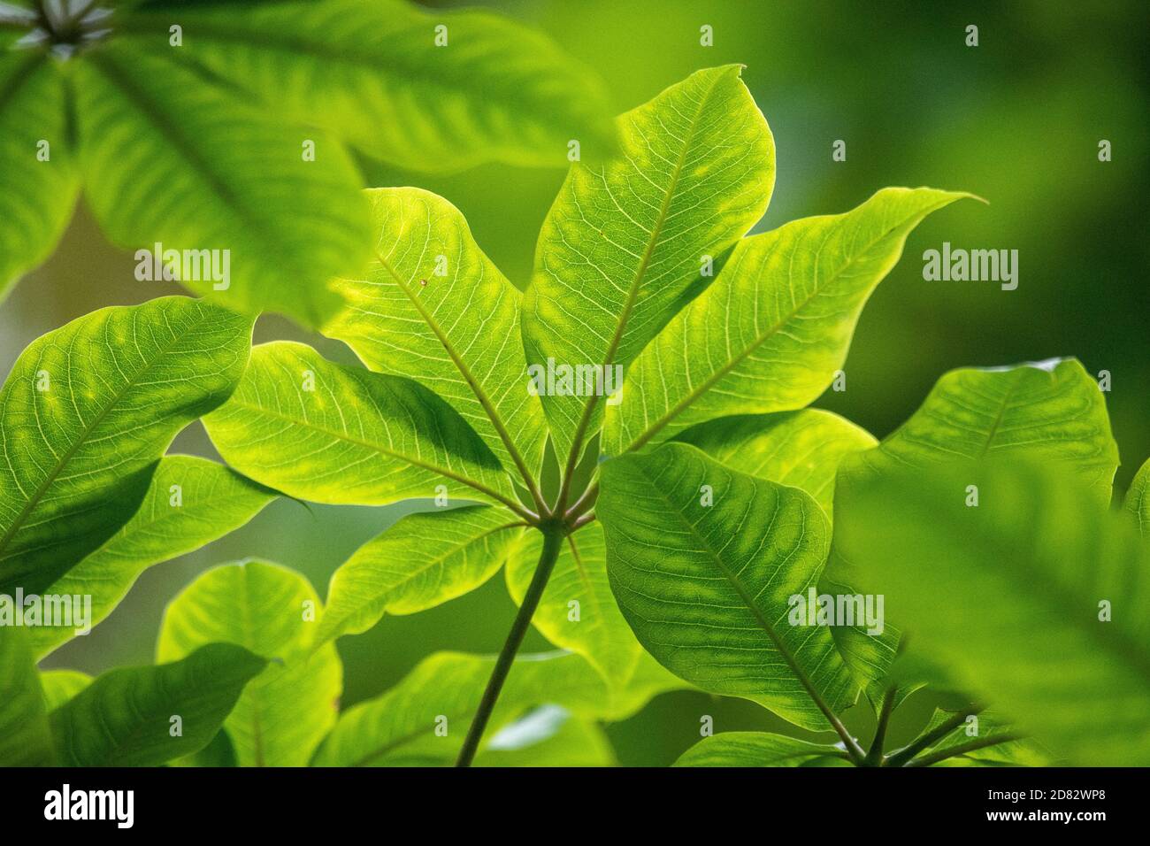 Beautiful detail of green tree leaf on the rainforest, in Serrinha ...