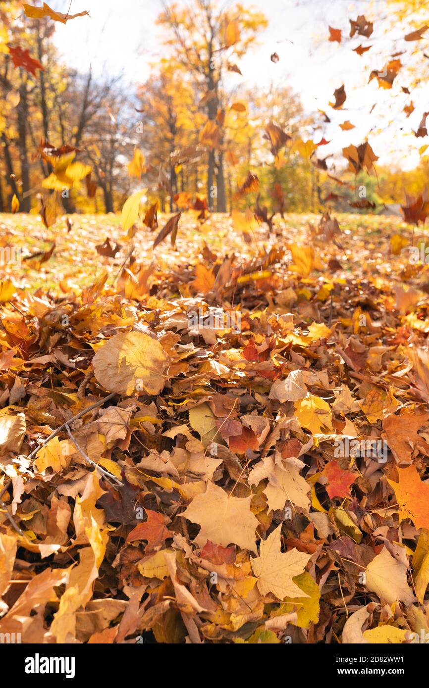 Autumn forest background with falling leaves Stock Photo - Alamy