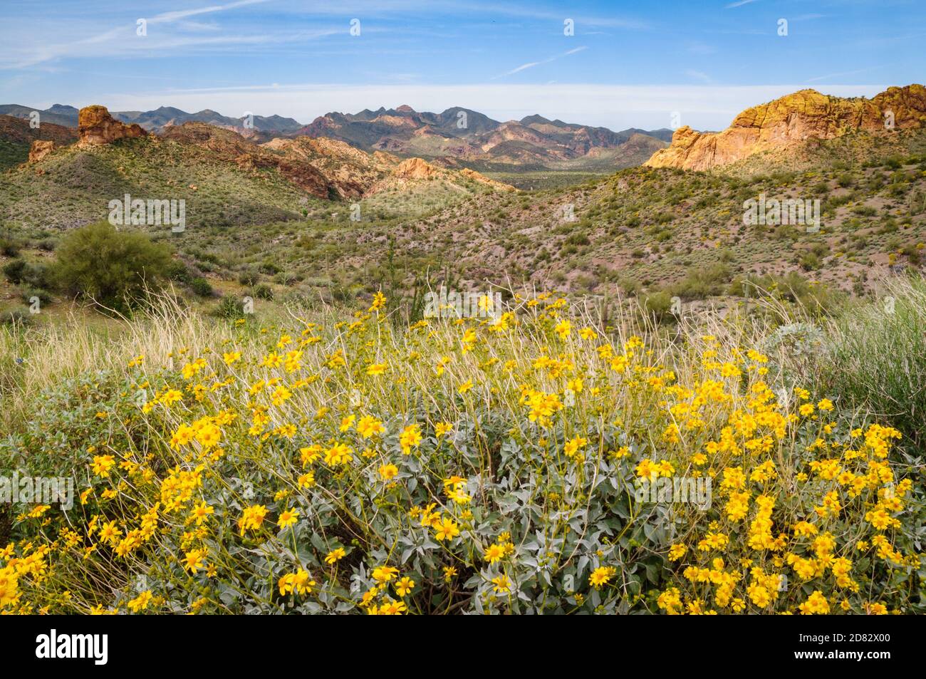 Flowers bloom infront of the Superstition mountains at the Apache Trail ...