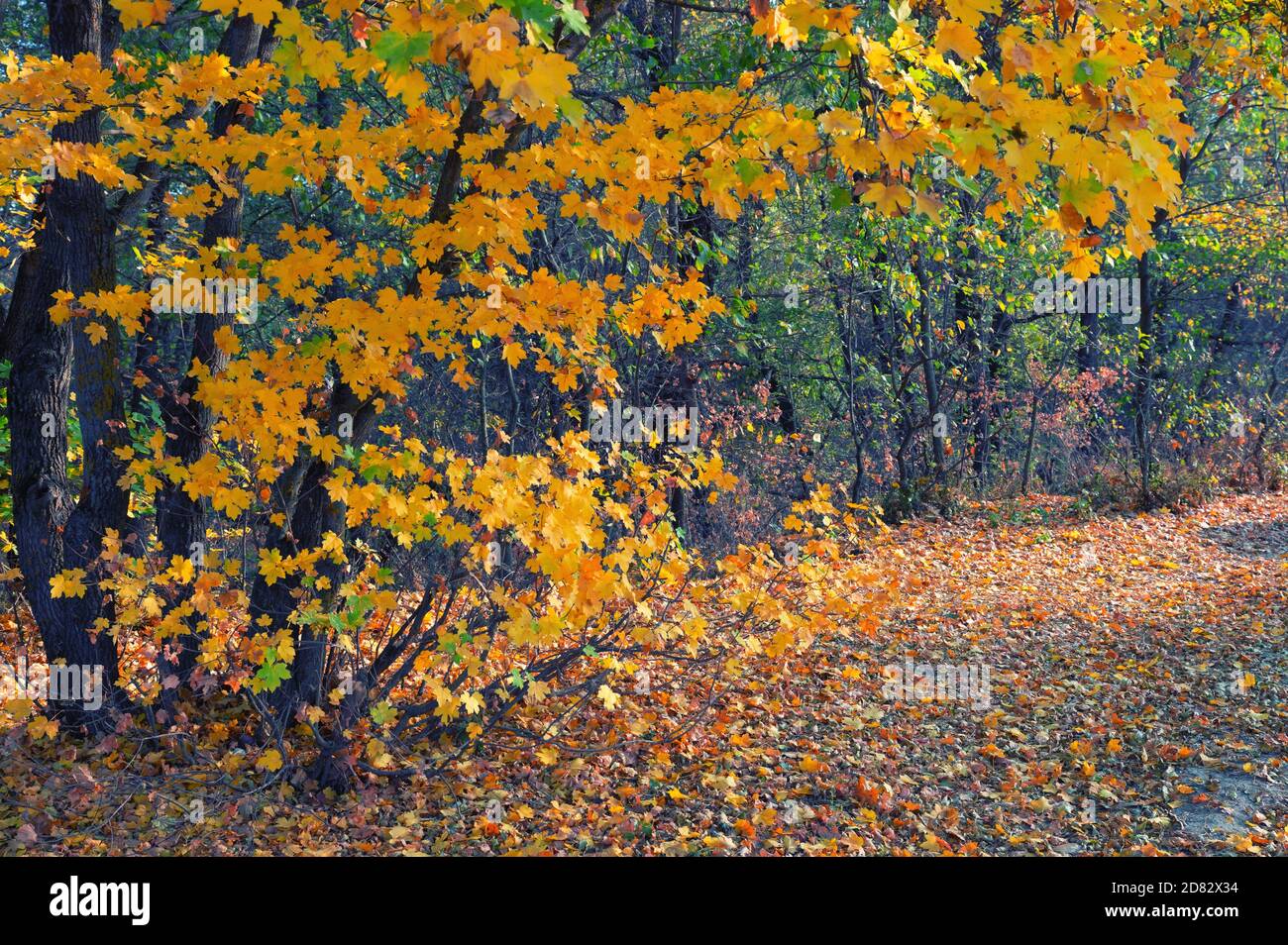 Bright autumn forest with orange leaves of poplar Stock Photo - Alamy