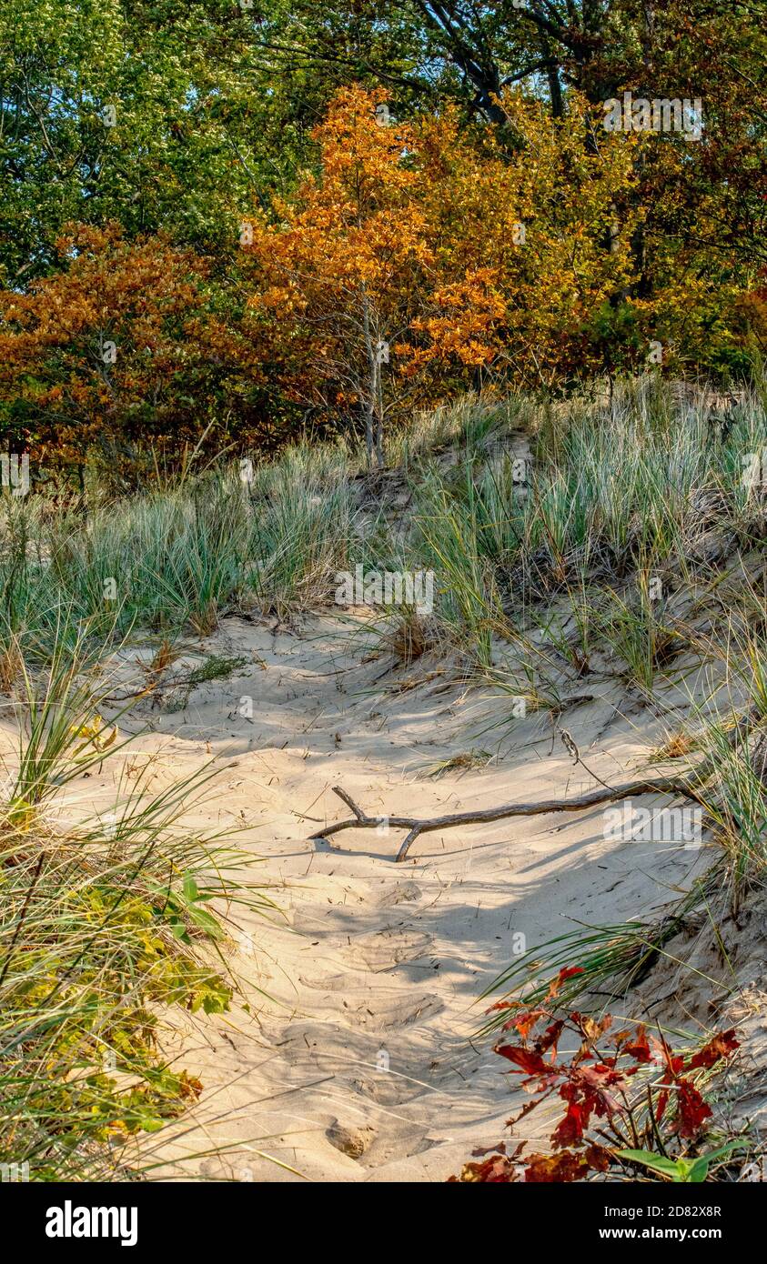 Lake Michigan dunes are dotted with colorful trees and the leaves ...