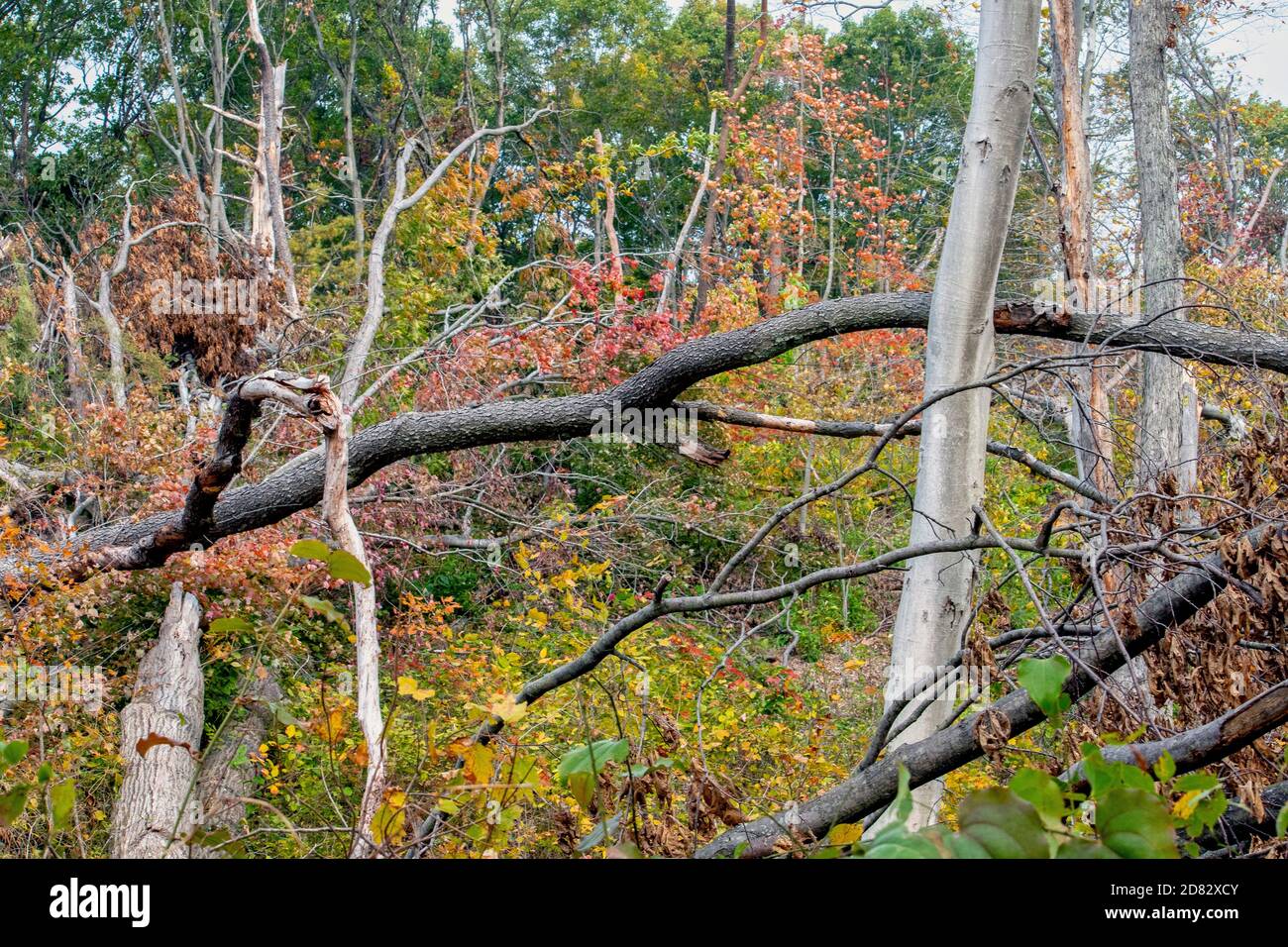 A woodland was destroyed after a small tornado touched down and knocked ...