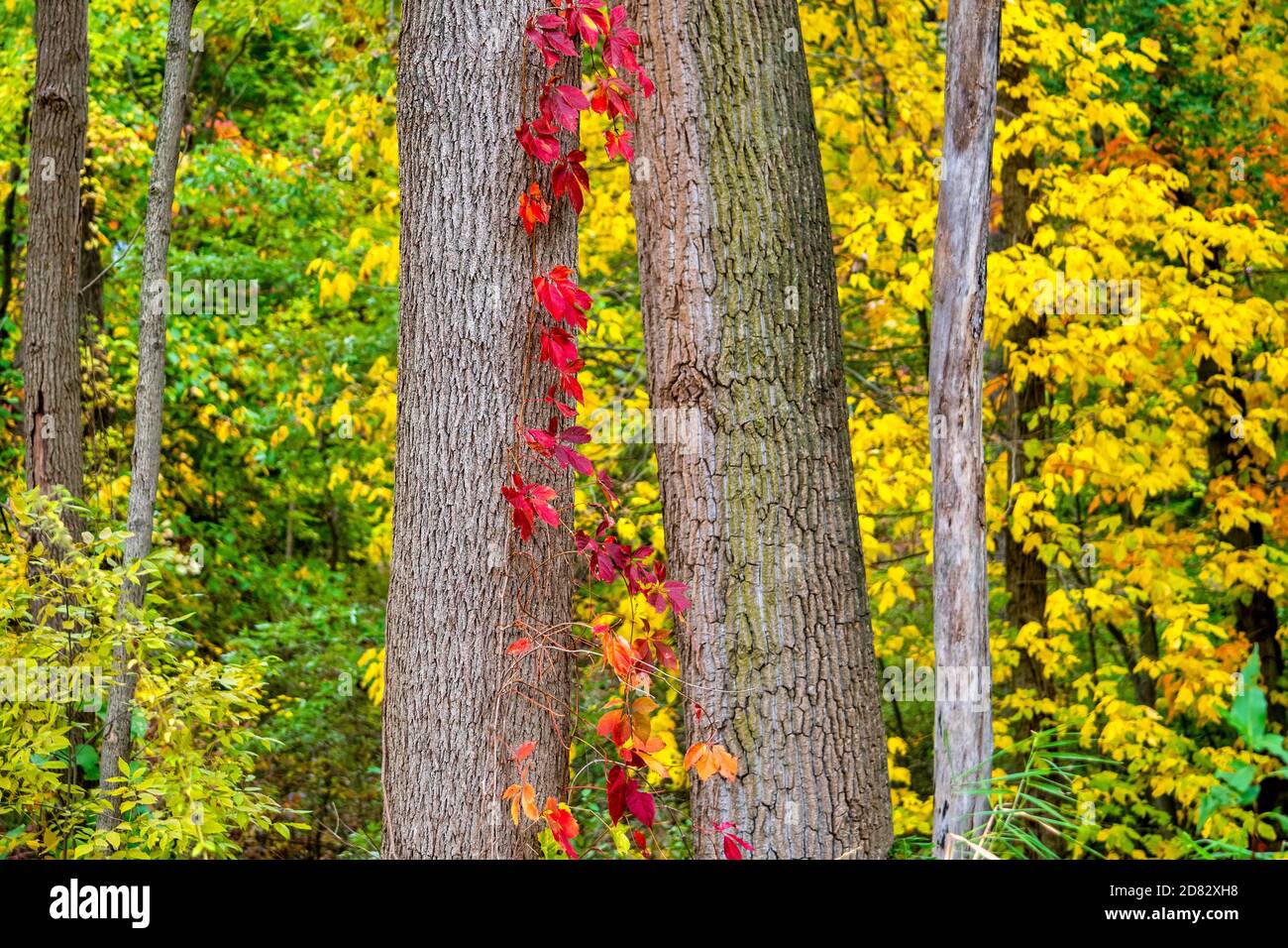 Vines climb hi-res stock photography and images - Alamy