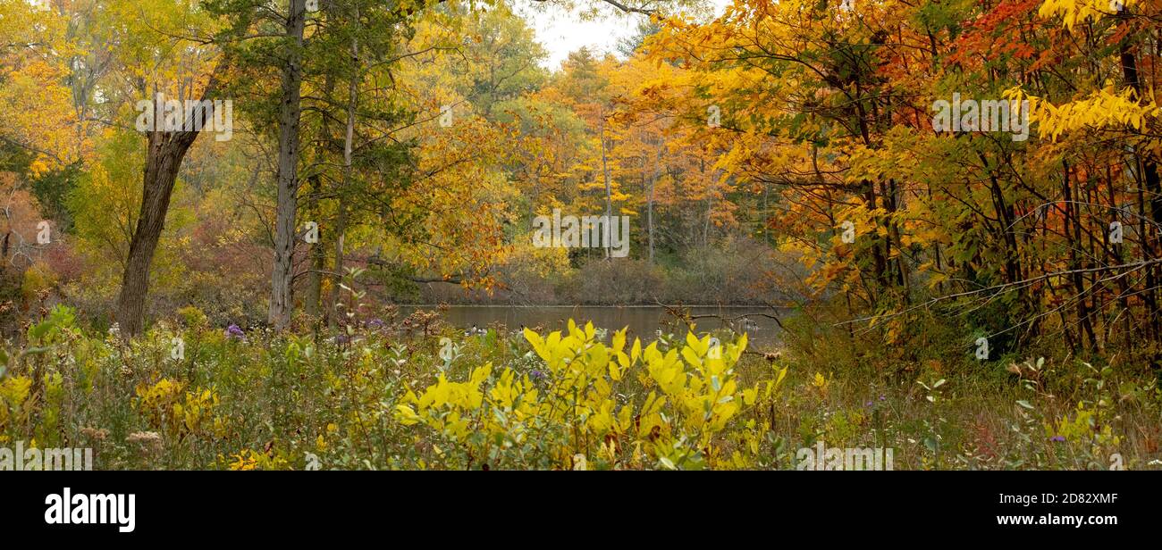 Beautiful autumn panorama of a golden woods in Michigan USA with a ...