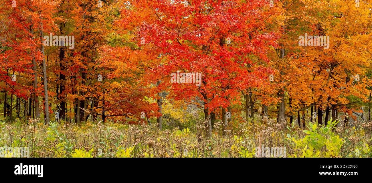 Vibrant red and orange leaves create a breathtaking panorama in ...