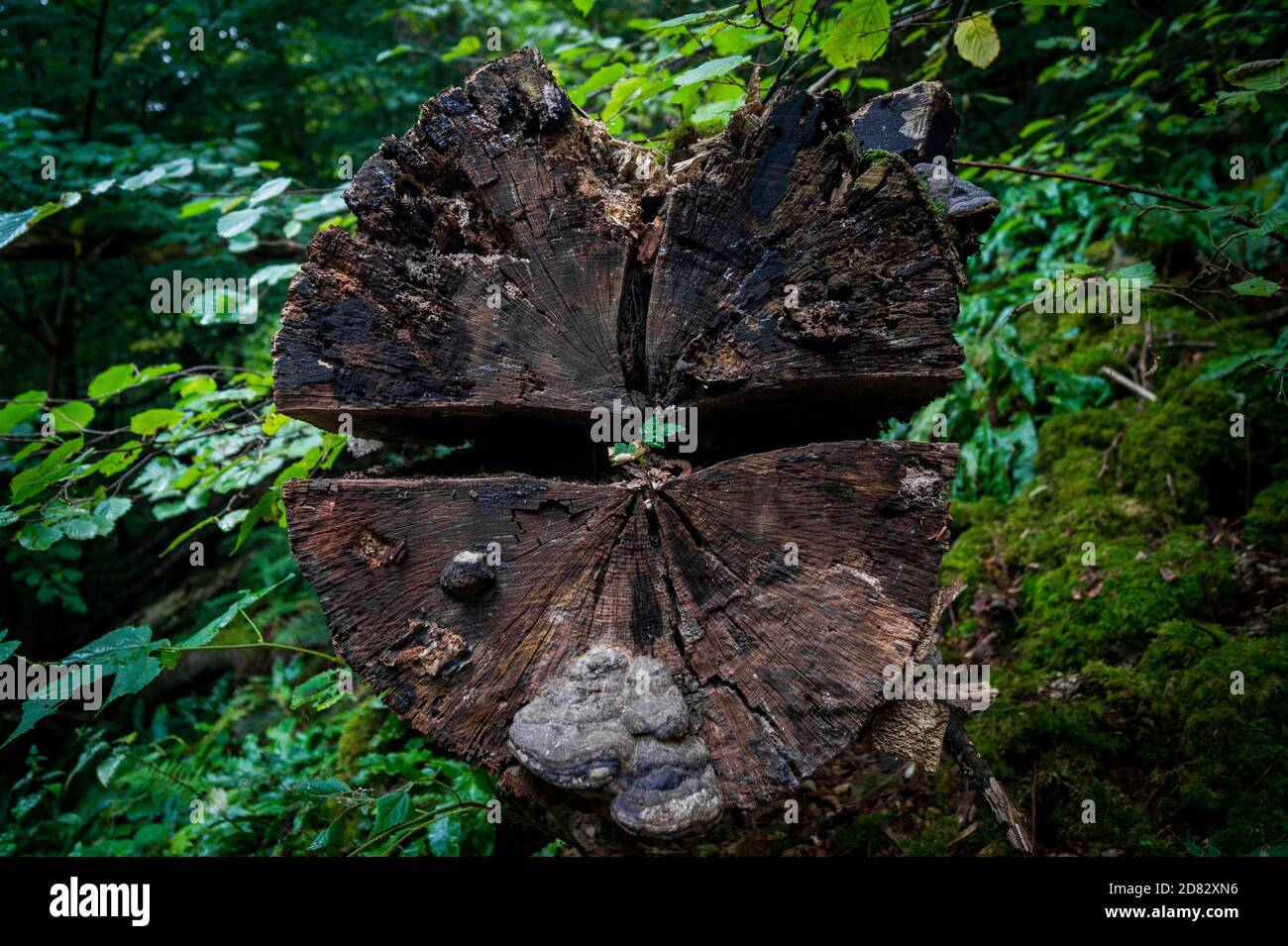 Shamrock grows in the tree trunk Stock Photo - Alamy