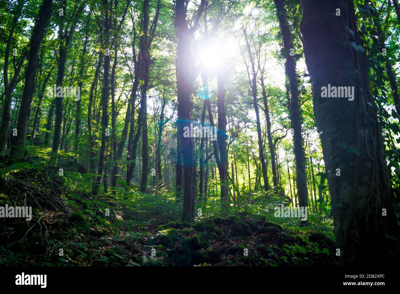 Sun shining through rainforest hi-res stock photography and images - Alamy