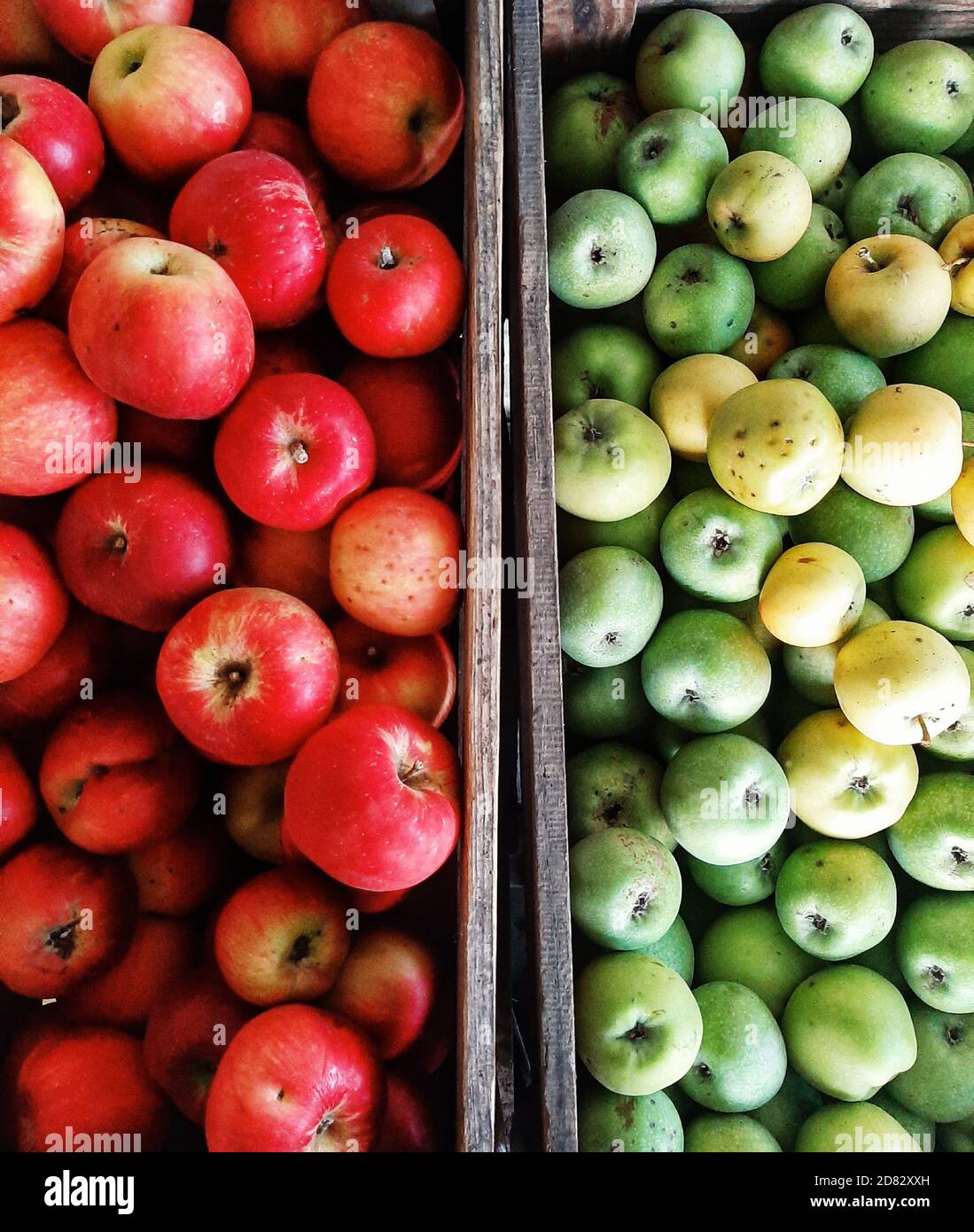 Harvest of red and green apples Stock Photo - Alamy