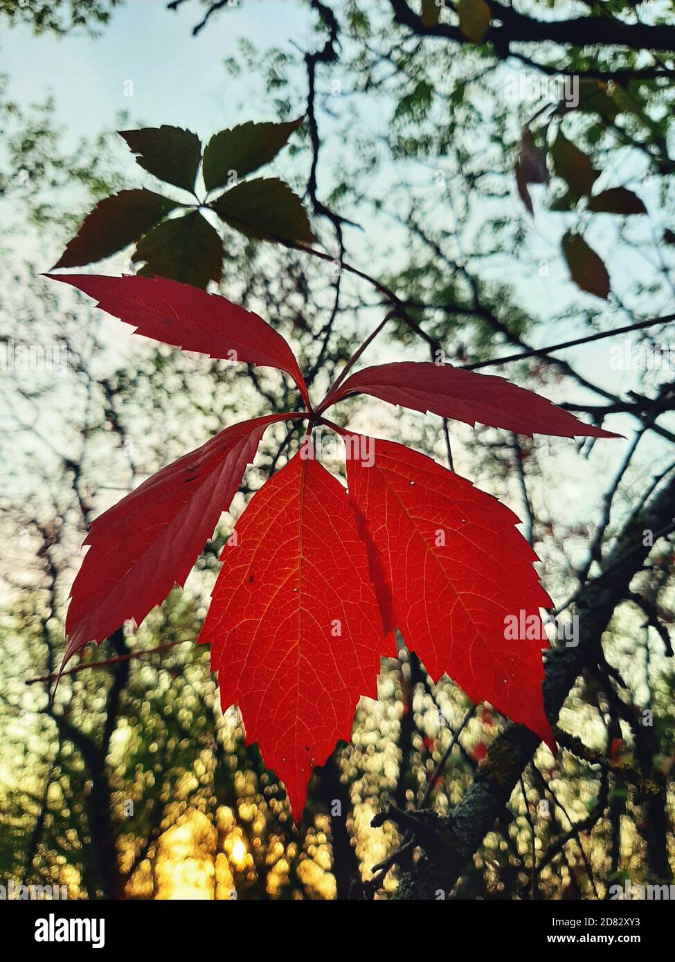 Red leaf forest hi-res stock photography and images - Alamy