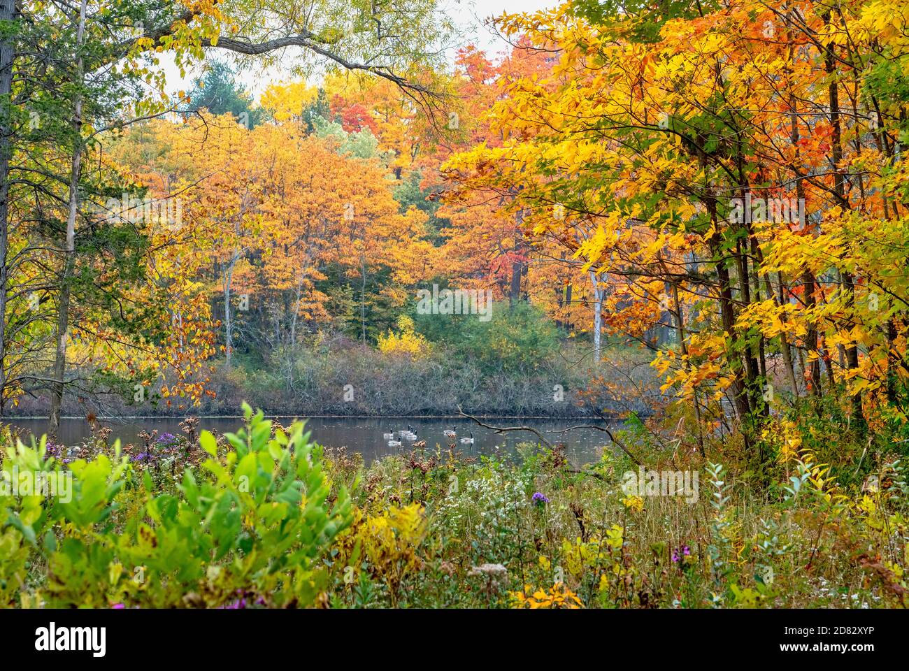 Ducks swim in a little hidden pond in this golden forest landscape ...