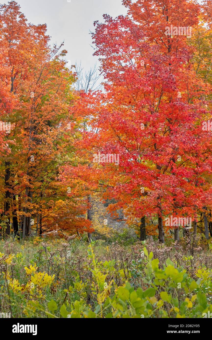 Michigan scenery hi-res stock photography and images - Alamy