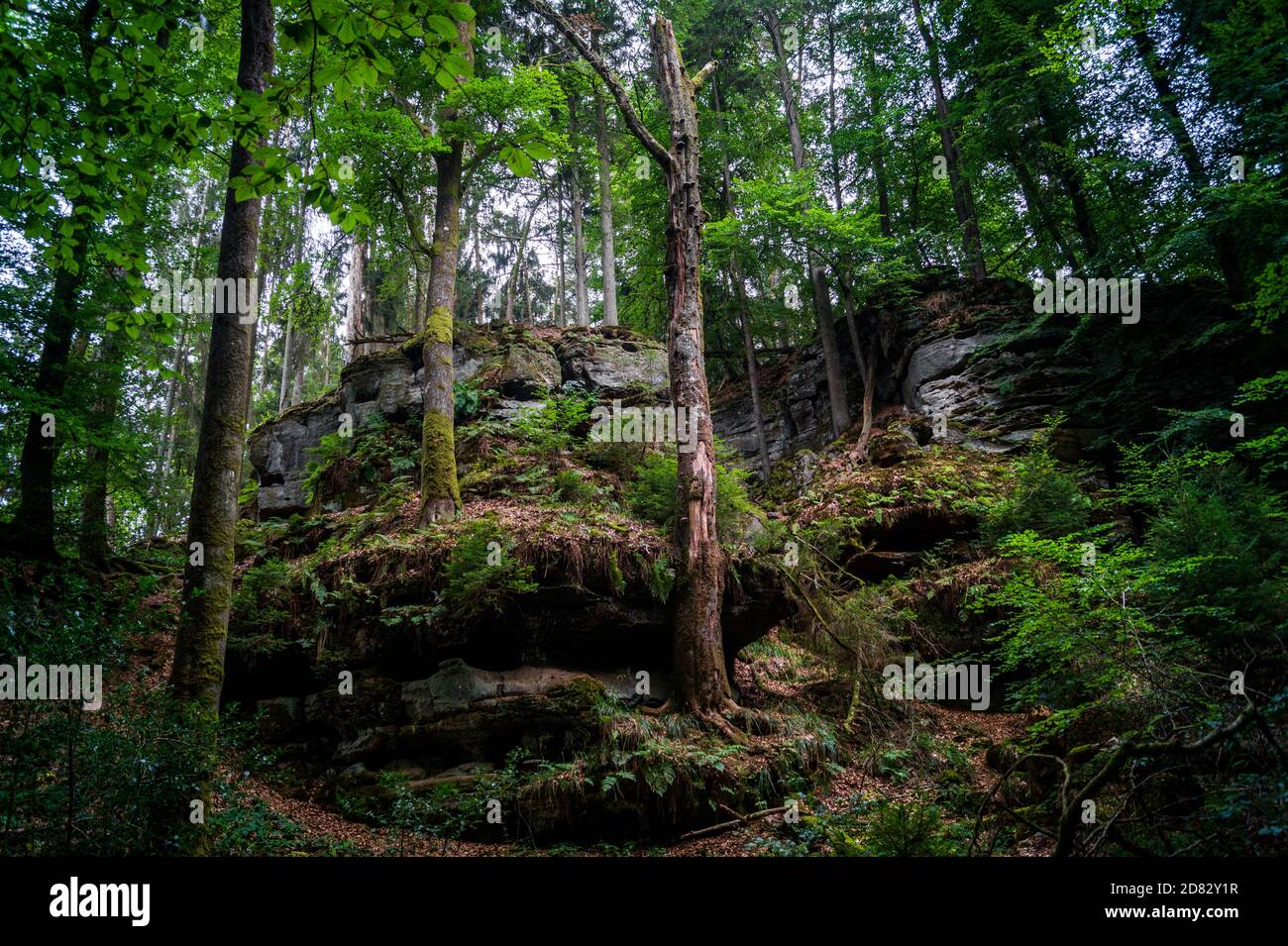 Forest with rock hill Stock Photo - Alamy