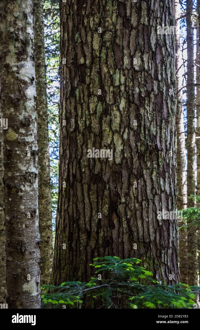 Sitka Spruce tree trunk and bark pattern, McClellan Butte Trail ...