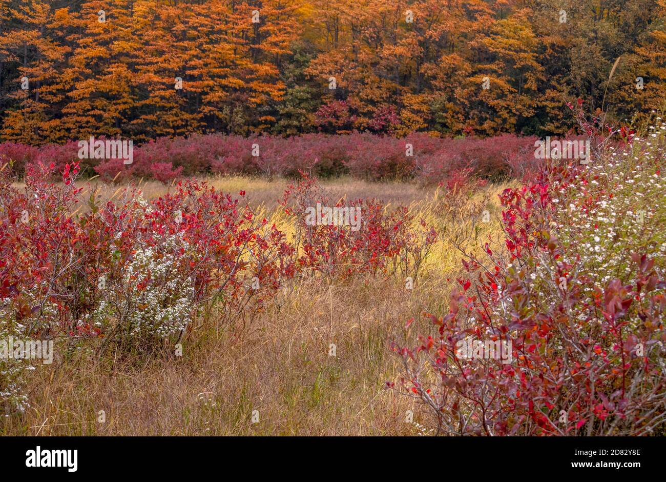 Fall blueberry farm turns quite colorful as the blueberry bushes turn a ...