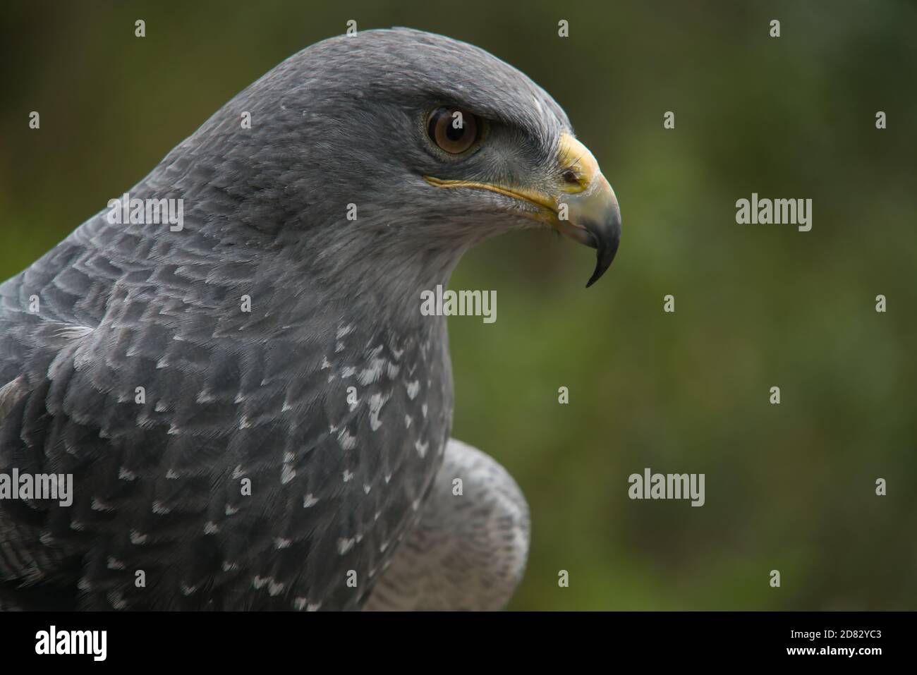 closeup of a black chested eagle in a zoo in ecuador Stock Photo - Alamy