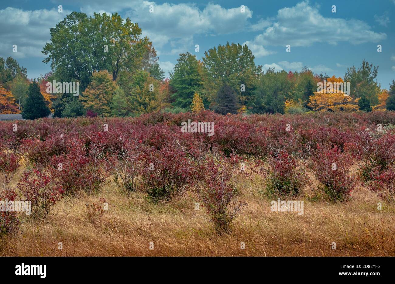 Deep red leaves coat fall blueberry bushes on this fruit farm in the ...