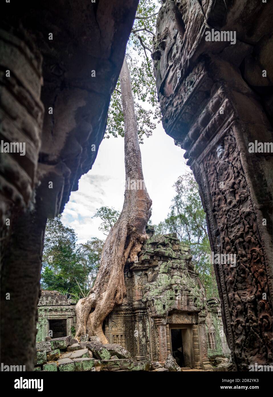 Tree growing on a temple Stock Photo - Alamy